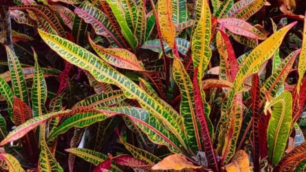 Tanpa Ribet Perawatan, 5 Tanaman Hias Indoor Ini Cocok untuk Rumah dan ...