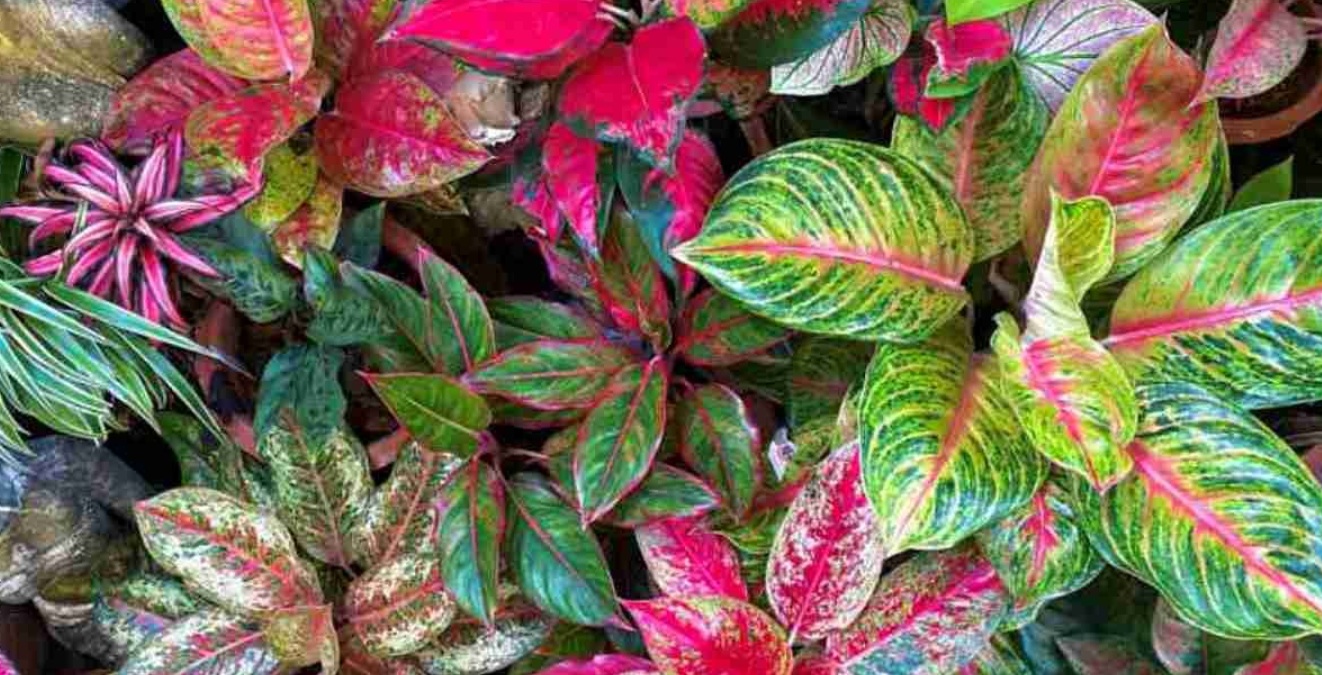 5 Tanaman Hias Pembawa Keberuntungan Menurut Feng Shui, Cocok untuk ...