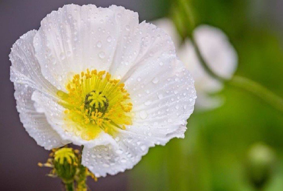 Cantik dan Elegan! Inilah 5 Tanaman Hias Outdoor Bunga yang Bikin Teras ...