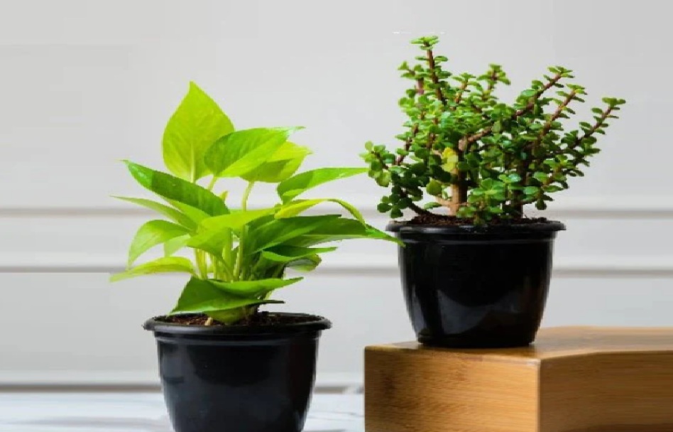 Rekomendasi Tanaman Hias Pembawa Hoki di Tahun 2026, Bawa Rezeki dan ...