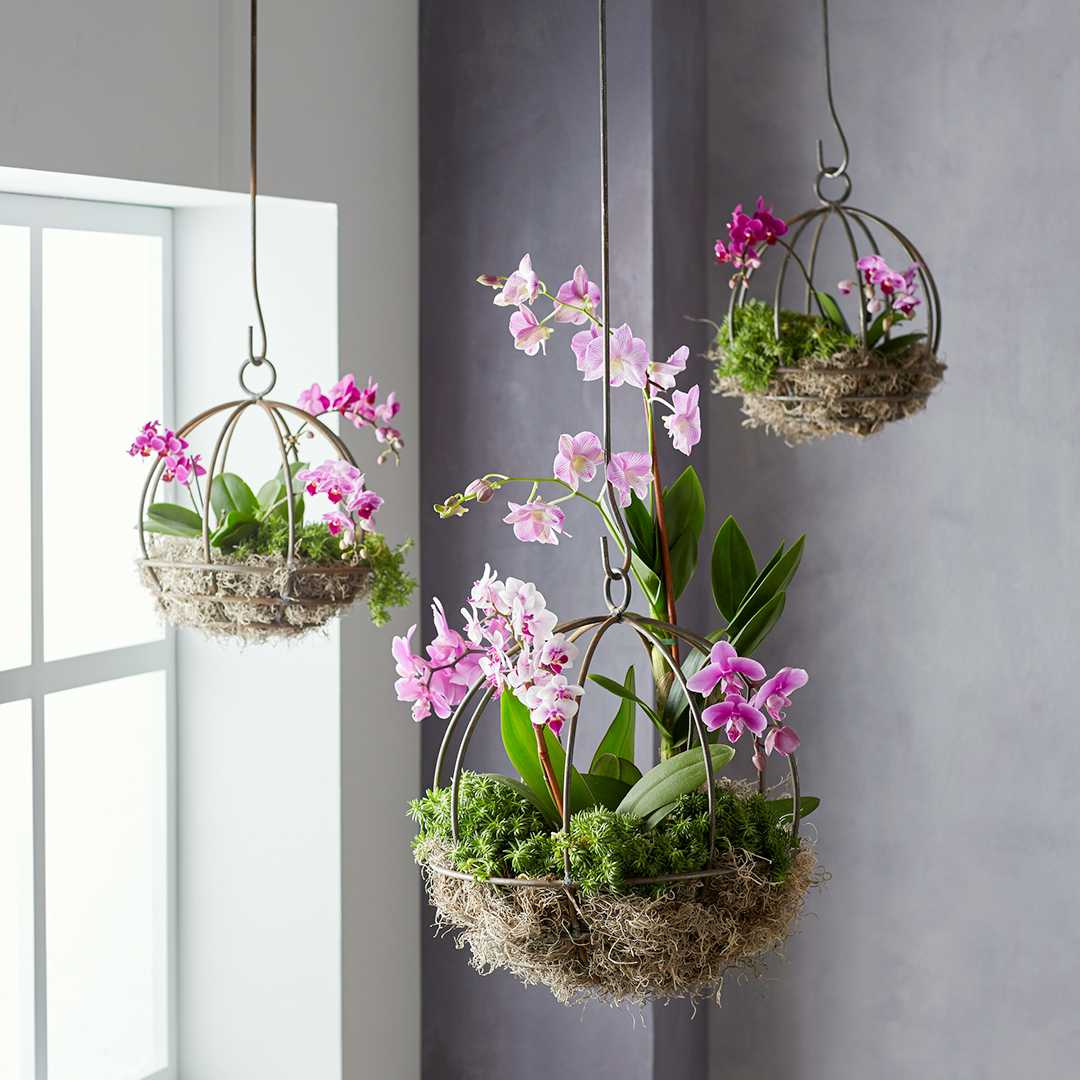 Tampak Elegan & Minimalis, Ini 5 Tanaman Hias Gantung yang Cocok untuk ...