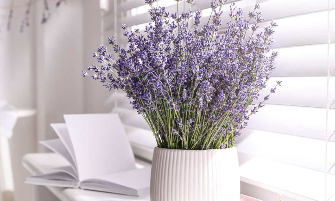 Beri Perlindungan dan Kekayaan, Ini 4 Tanaman Hias Pembawa Rezeki ...