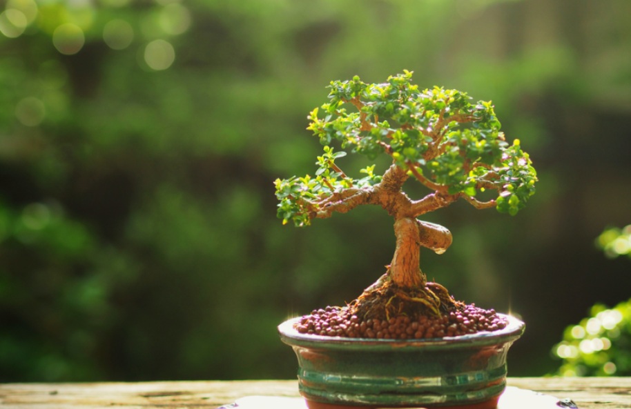 Tanaman Hias Pembawa Keberuntungan 2026 Menurut Feng Shui, Cocok untuk ...