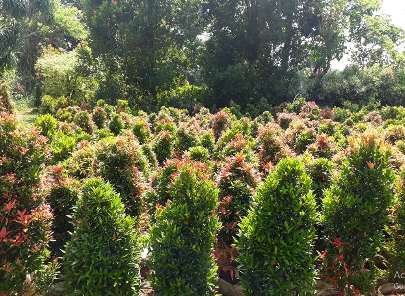 Teras Panas Jadi Adem! Estetik dan Fungsional, Ini Pohon Peneduh dalam ...