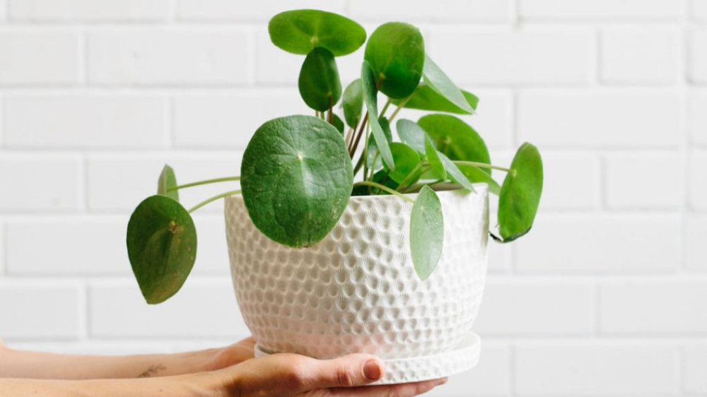 Tanaman Hias Tak Biasa, 7 Jenis Feng Shui Ini Bawa Keberuntungan ...