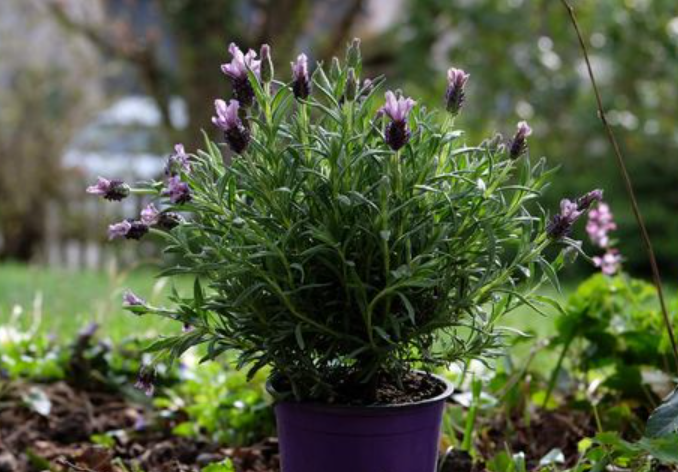 5 Jenis Tanaman Hias Pembawa Rezeki 2026 Menurut Feng Shui, Jadi ...